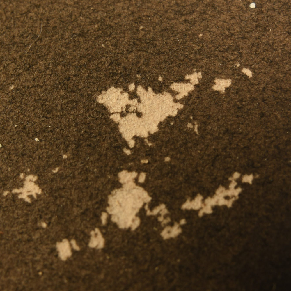 Common Photo Damage: Silverfish - Coyle Studios